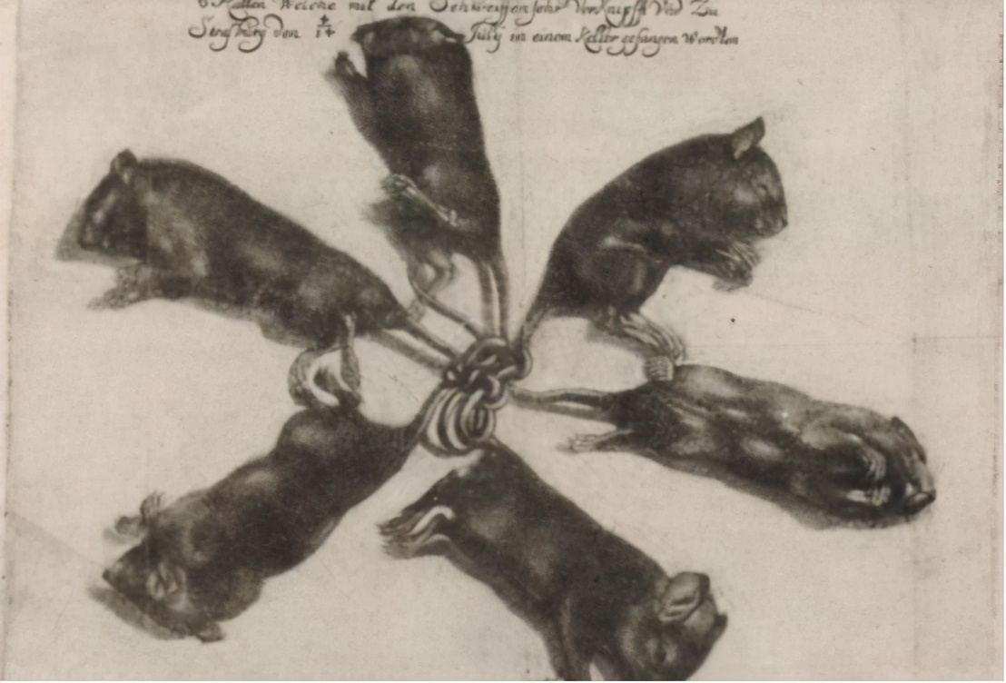 Is it a bad omen?"Rat King" appeared in Russia, and five of them were ...