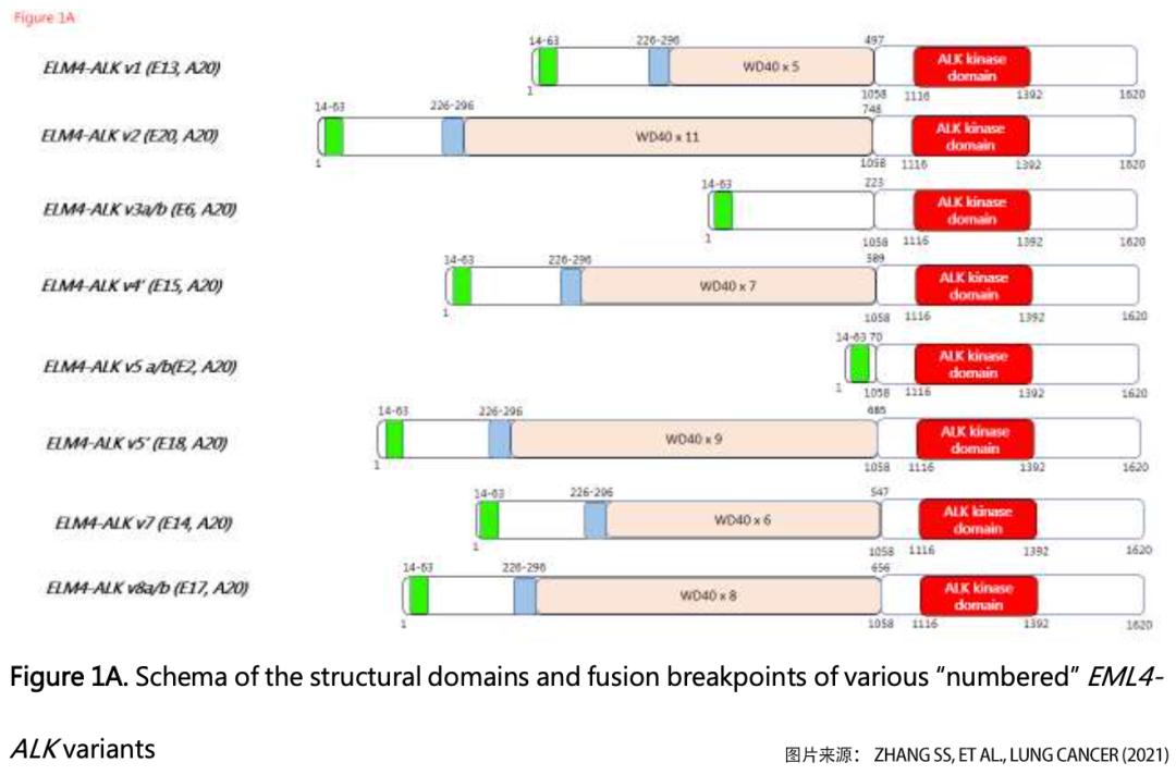 ALK gene mutations are also divided into three, six or nine, and the ...