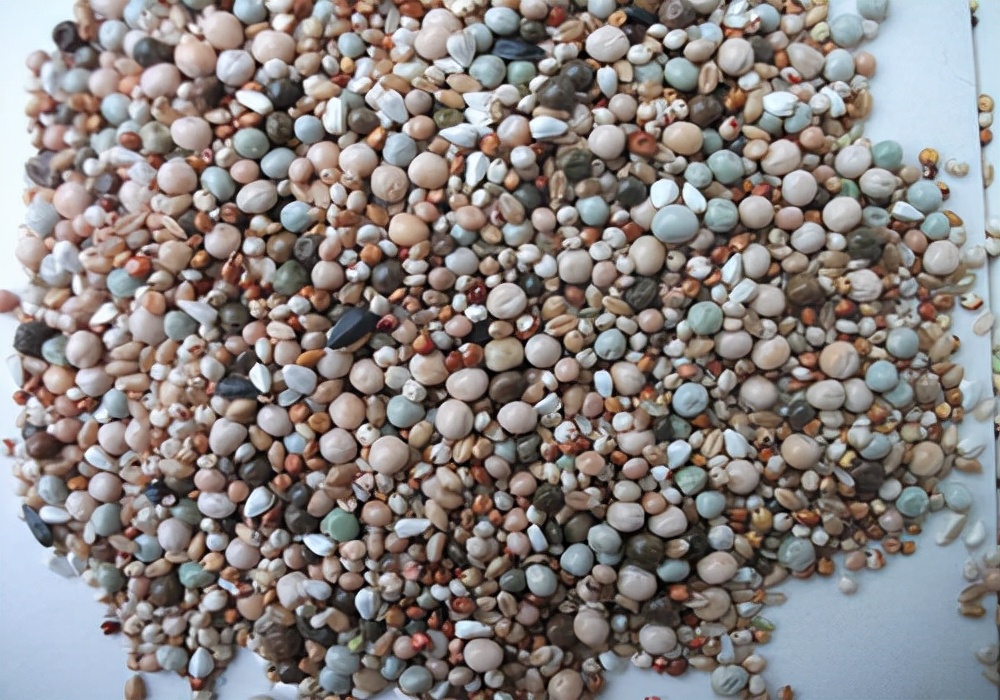 Cute pet care: how to treat a single eye cold in pigeons? - iNEWS