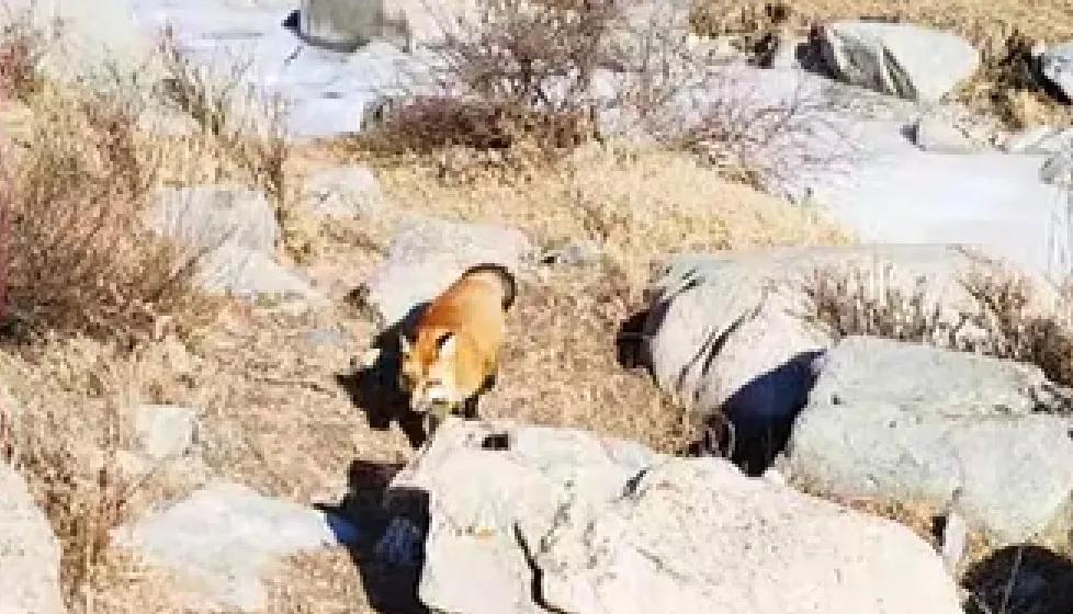 "Fire Fox" in the foothills of Wutai Mountain - iNEWS