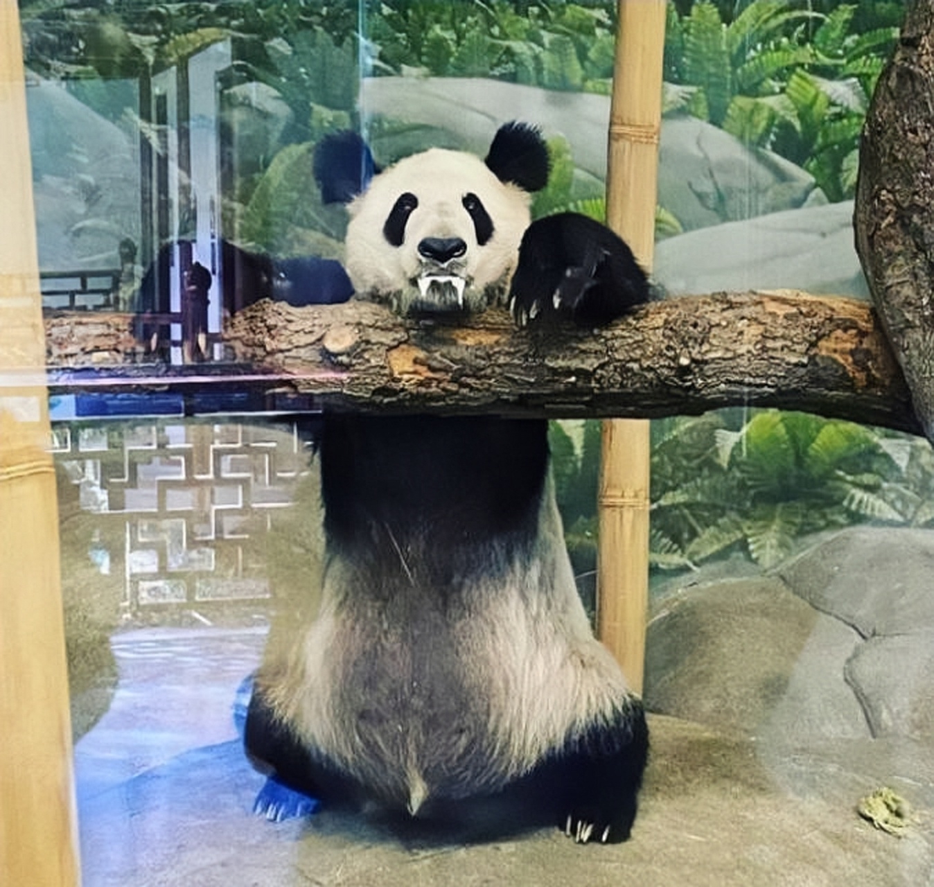 Is the national treasure giant panda "abused" in the United States ...