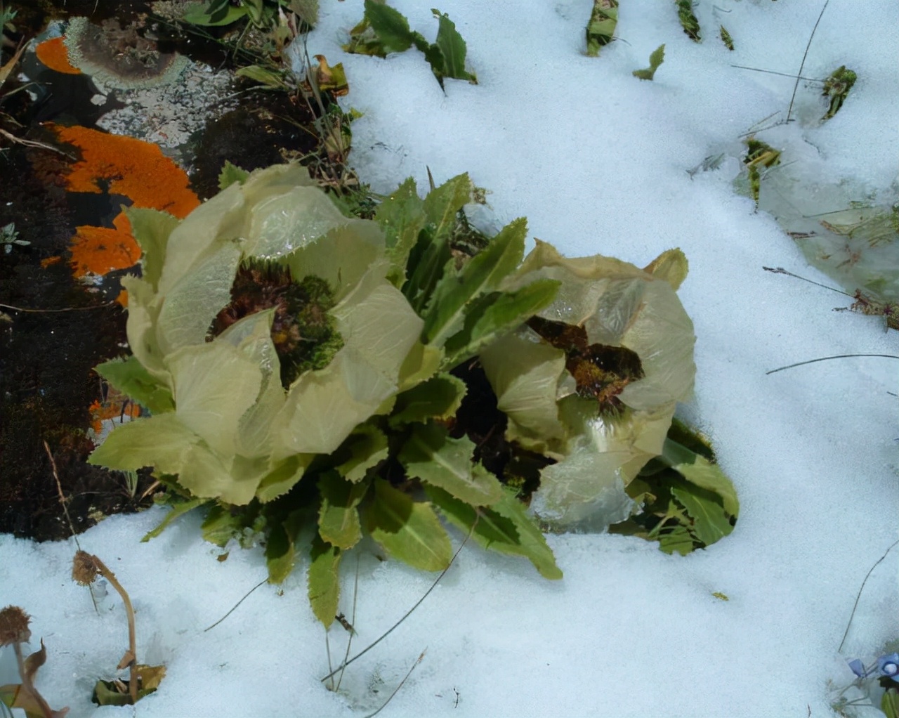The "Tianshan Snow Lotus" in Xinjiang takes 8 years to grow into one ...