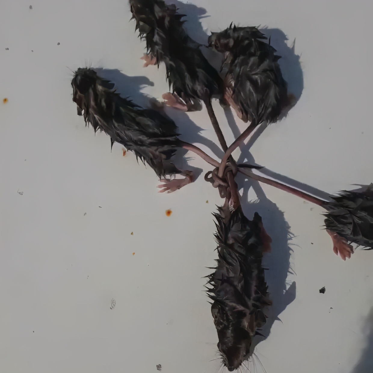 "Rat King" appeared in Russia. Five mice had their tails tangled and ...