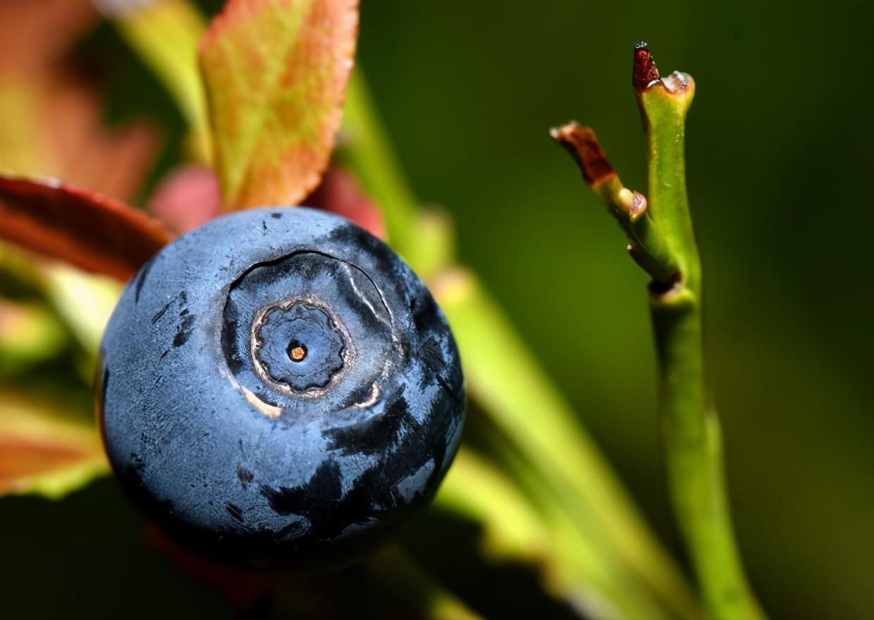 Home-grown blueberries, it's important to choose the right variety ...