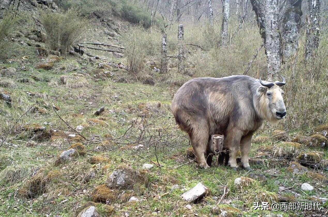 "Qinling Takin" Takin Takin Story You Don't Know - iNEWS
