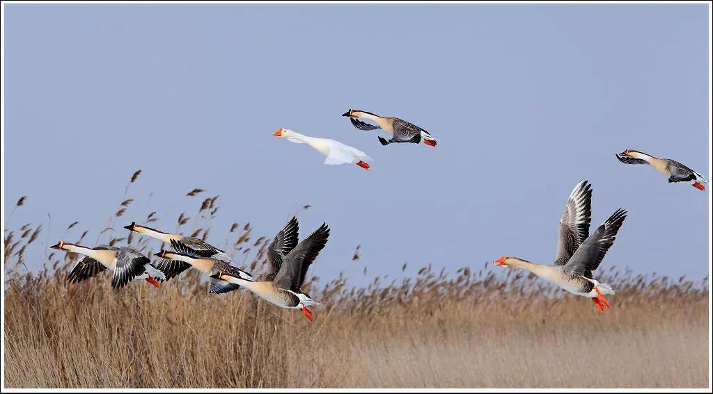 "Red Goose" wrapped around the Japanese Philippine geese - iNEWS
