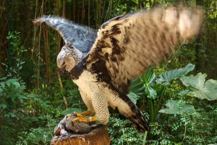 The 4 most ferocious eagles, the first bird of prey in Africa, can even ...
