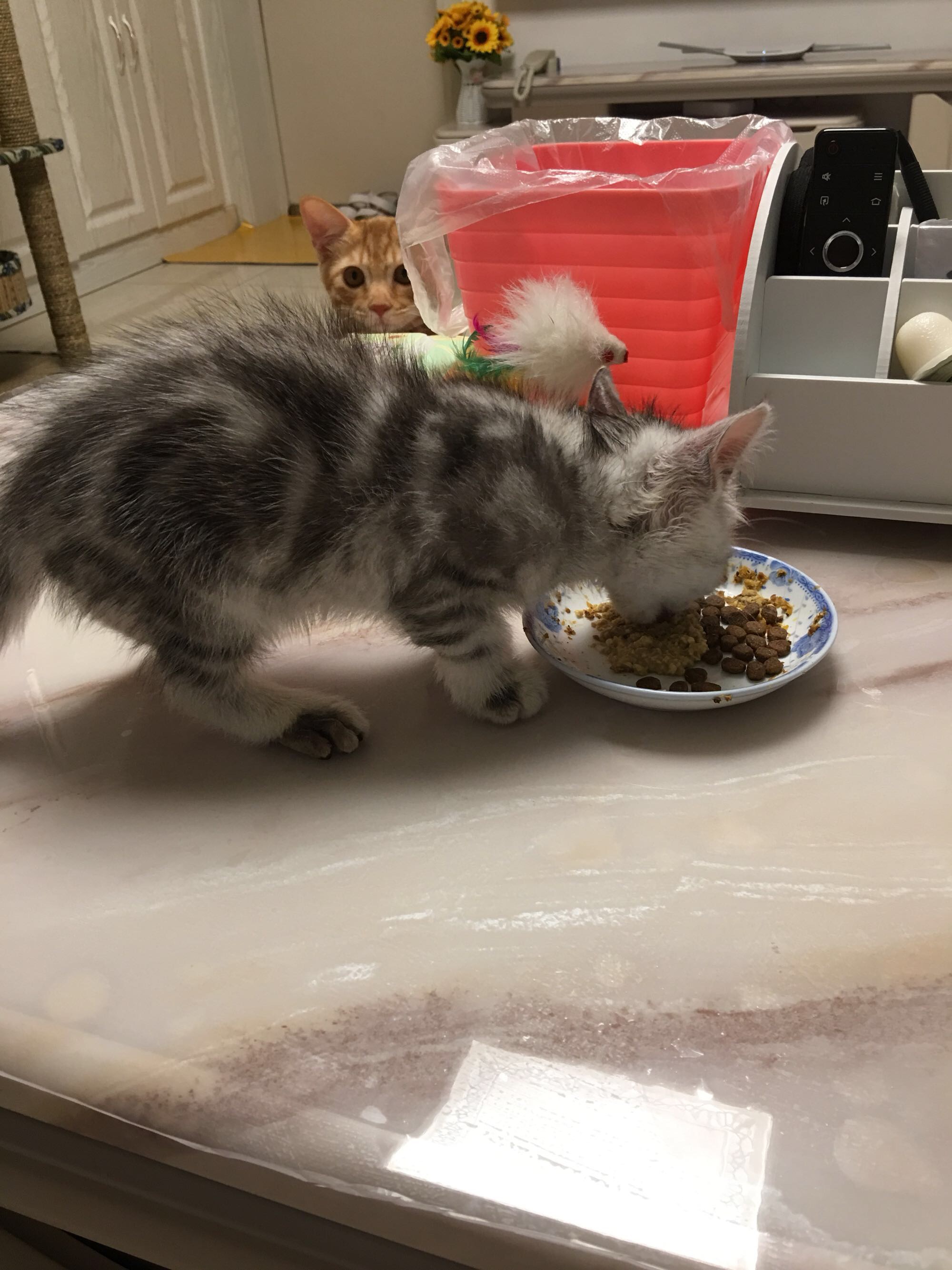 Cat moss is not terrible, it takes more than medicine to fight it, but ...