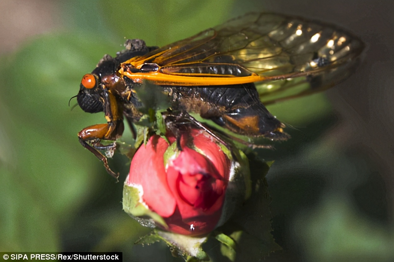 Zombie cicadas appear in the United States: under the control of fungi ...