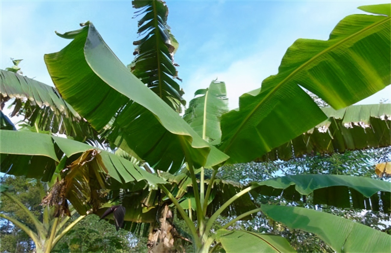 The world's largest banana tree: a banana is as thick as female calf ...