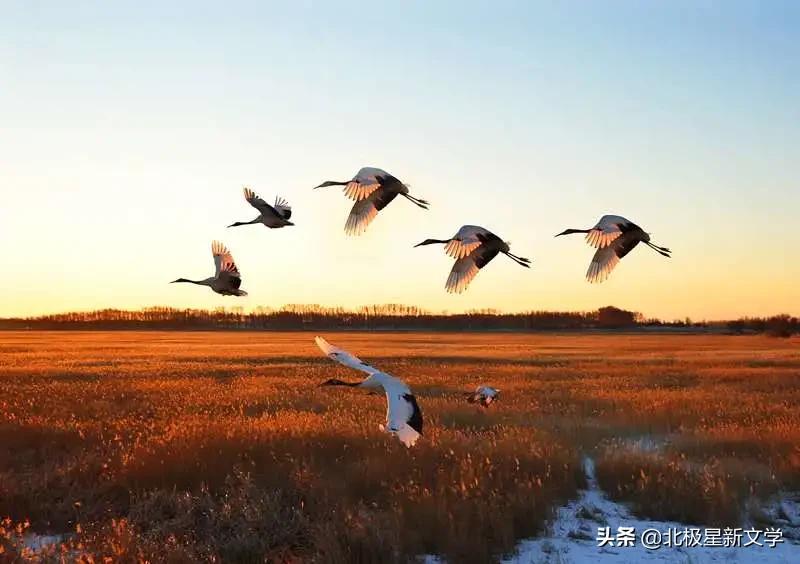 One of the representatives of obscure poems: Yang Lian - iNEWS