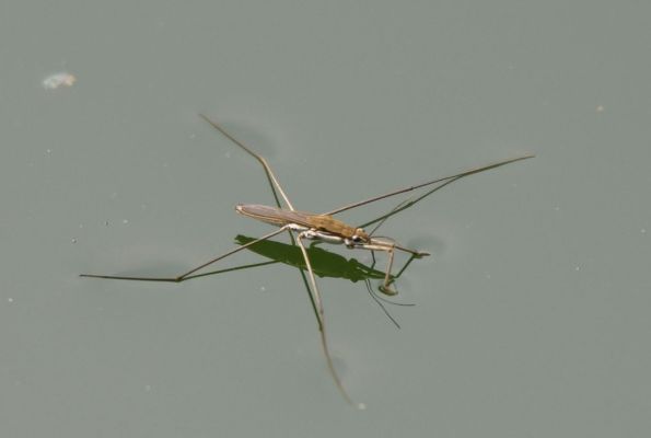 "Spider" water strider walking on water - iNEWS