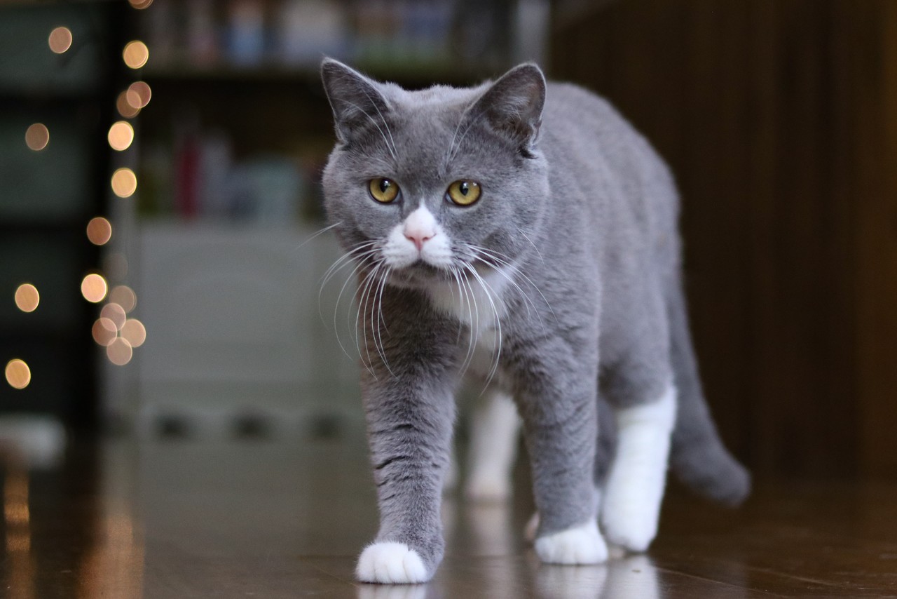 Why is the female cat hiring after mating, turn the head to attack the ...