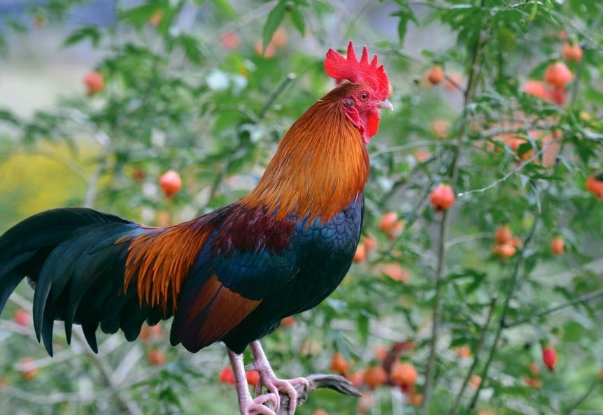 A rooster raised only by an eagle, the eagle has become its bodyguard ...