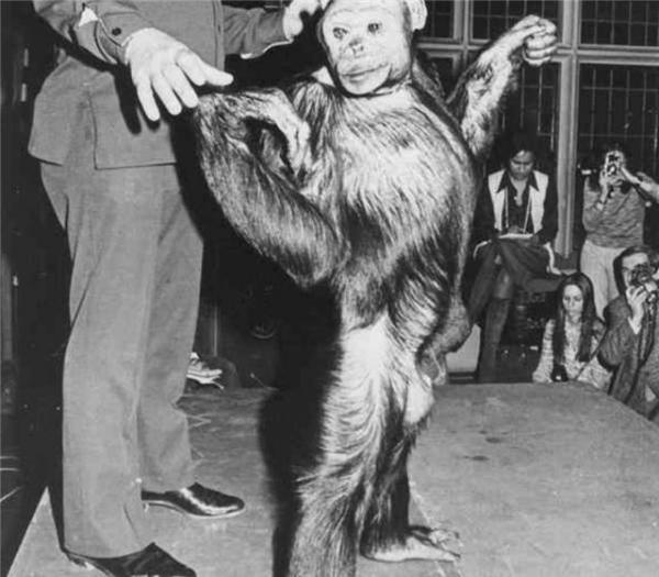 Human-beast hybrids?A genetic mutation of an orangutan is only 1% ...