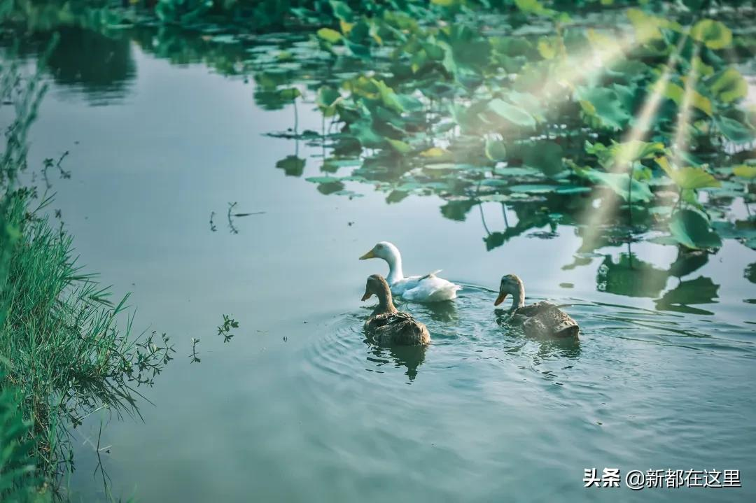 I heard that "Xia Yuhe" is beautiful? - iNEWS