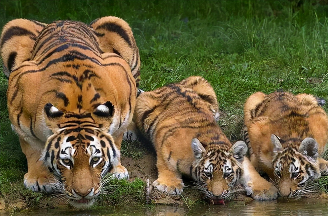 Are humans really weak compared to large wild animals?Humans have also ...