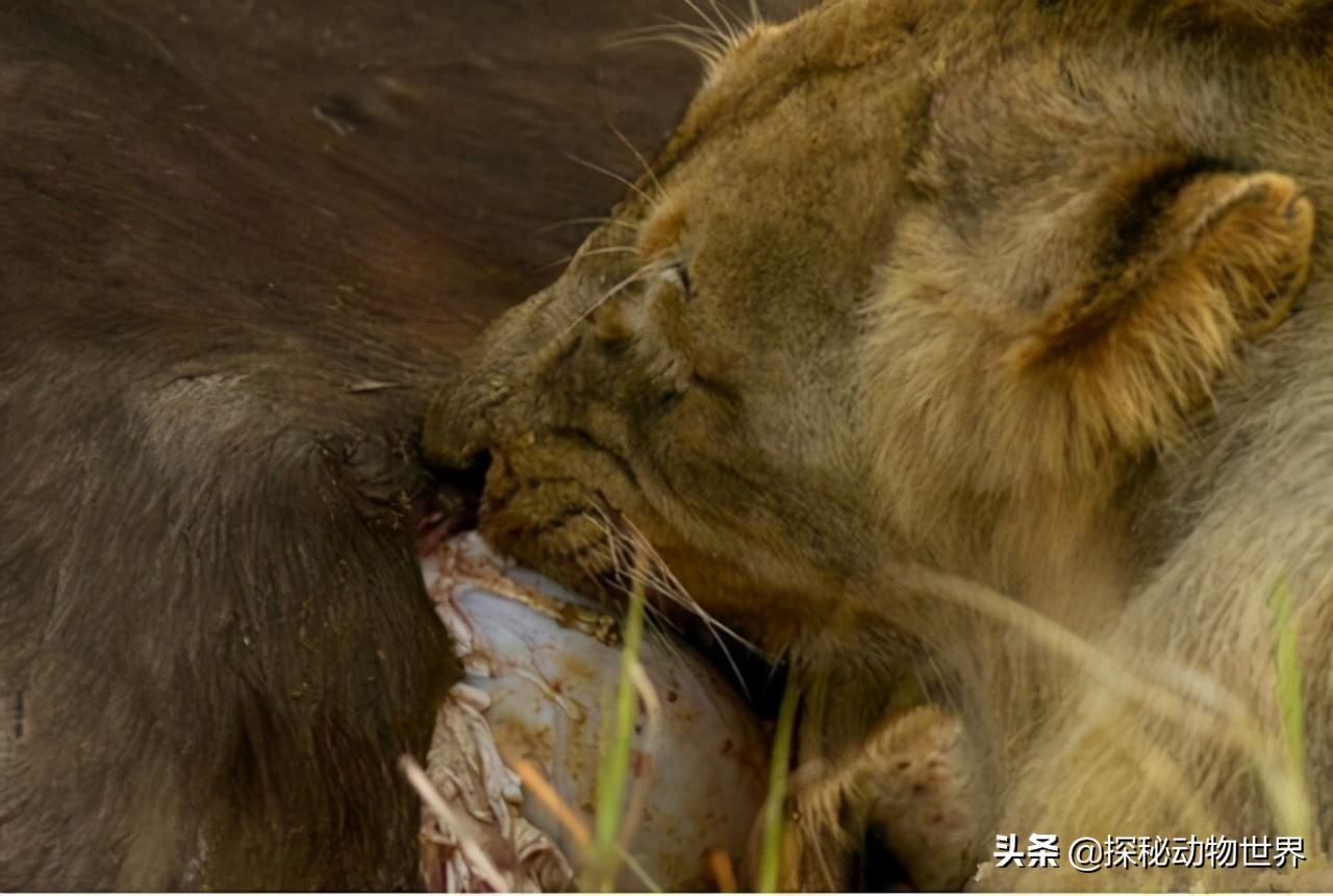 The lion bite the bison, but was sprayed with shit, it was still fresh ...