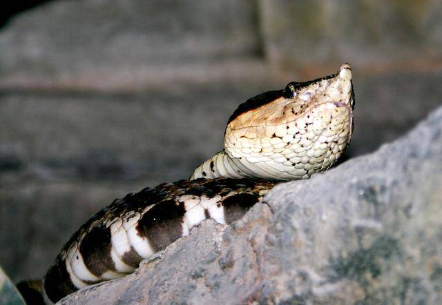 A Simple Book of Yunnan Venomous Snakes～Five Step Snake - iNEWS