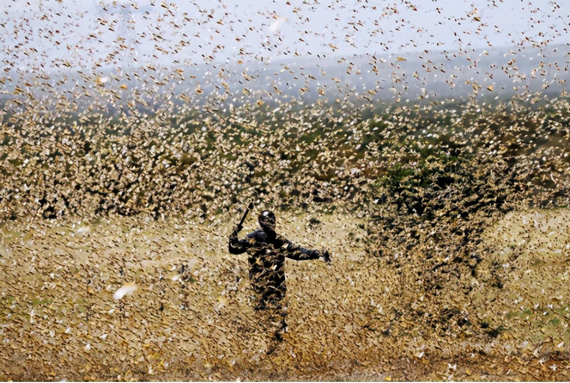 They are masters at killing locusts!The 200,000 anti-locust army ...