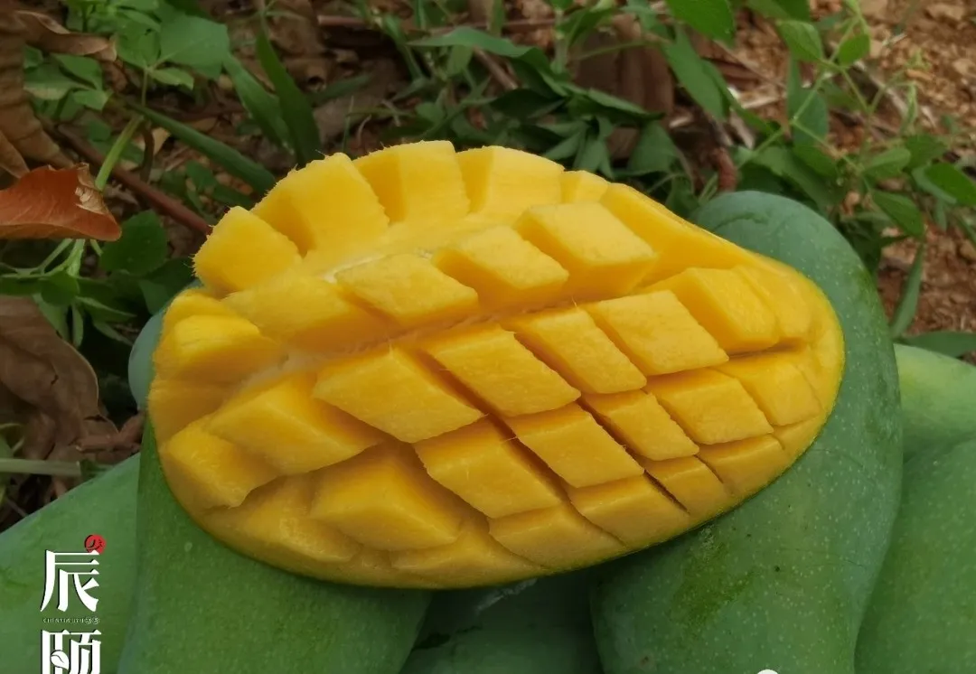 Chenyi Story Guiqi Mango: Unique milky aroma, sweeter than first love ...