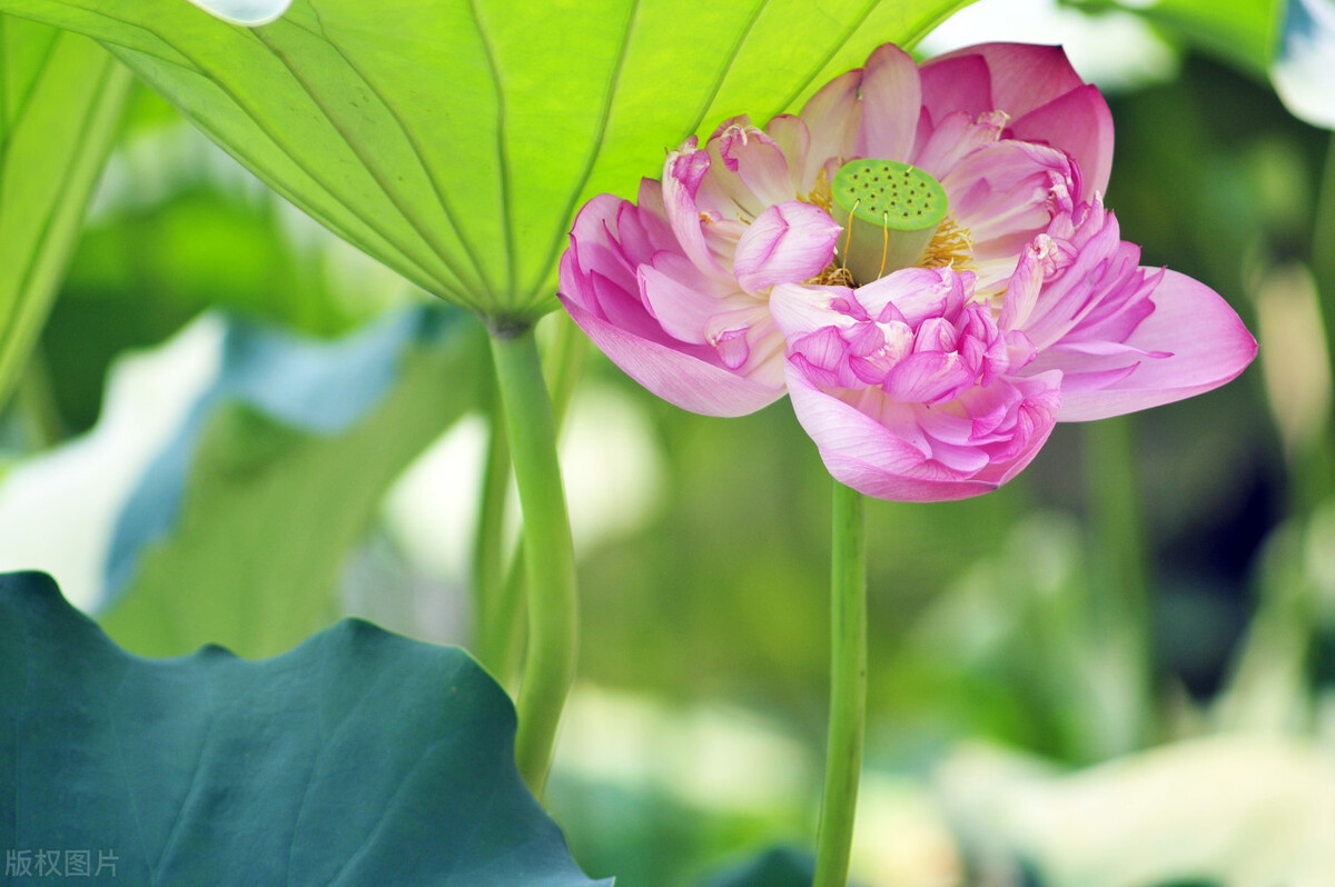 What kind of magical breeding technique is space breeding? - iNEWS