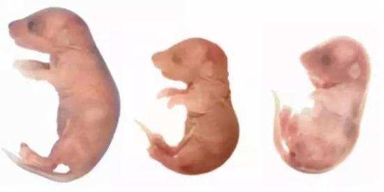 Why do males and females need to mate to produce offspring, why can't ...