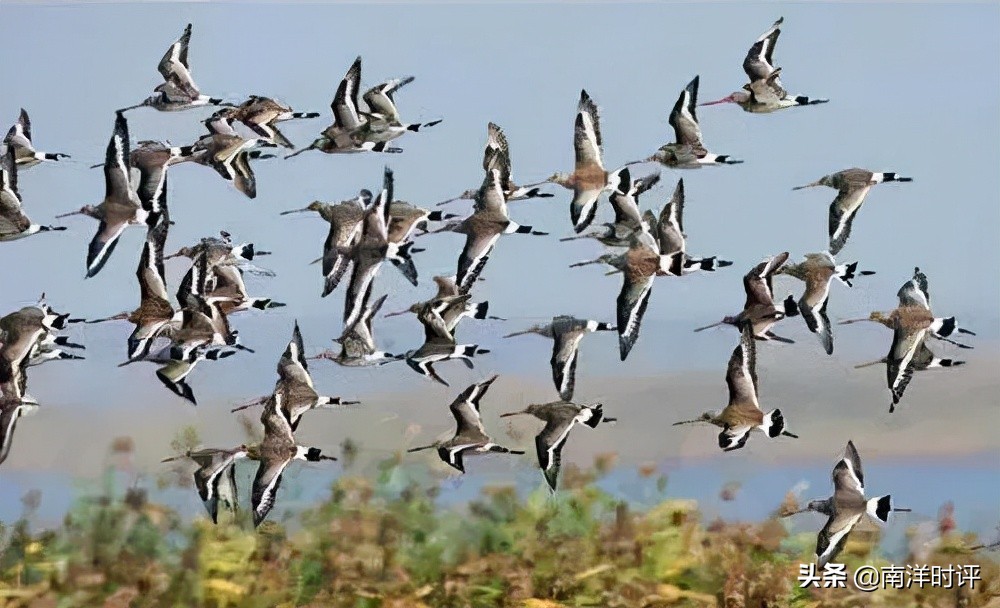 Online Sharing: Migratory Birds on the East Asia-Australia Migration ...