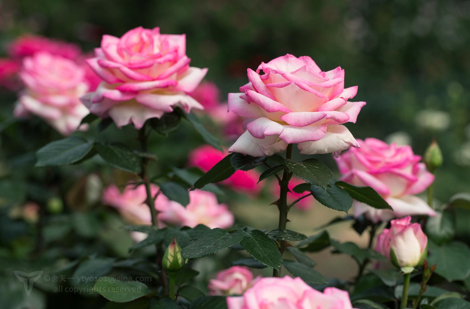 These 5 "princess" roses are too immortal, the flowers bloom and have a ...