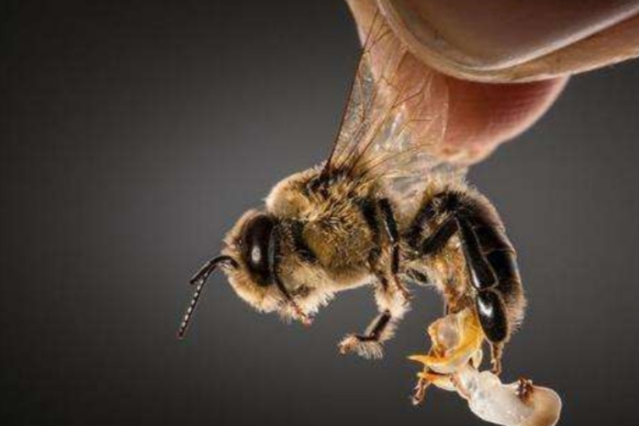 The bees often seen in rural areas, why the male peak will die 2 hours ...