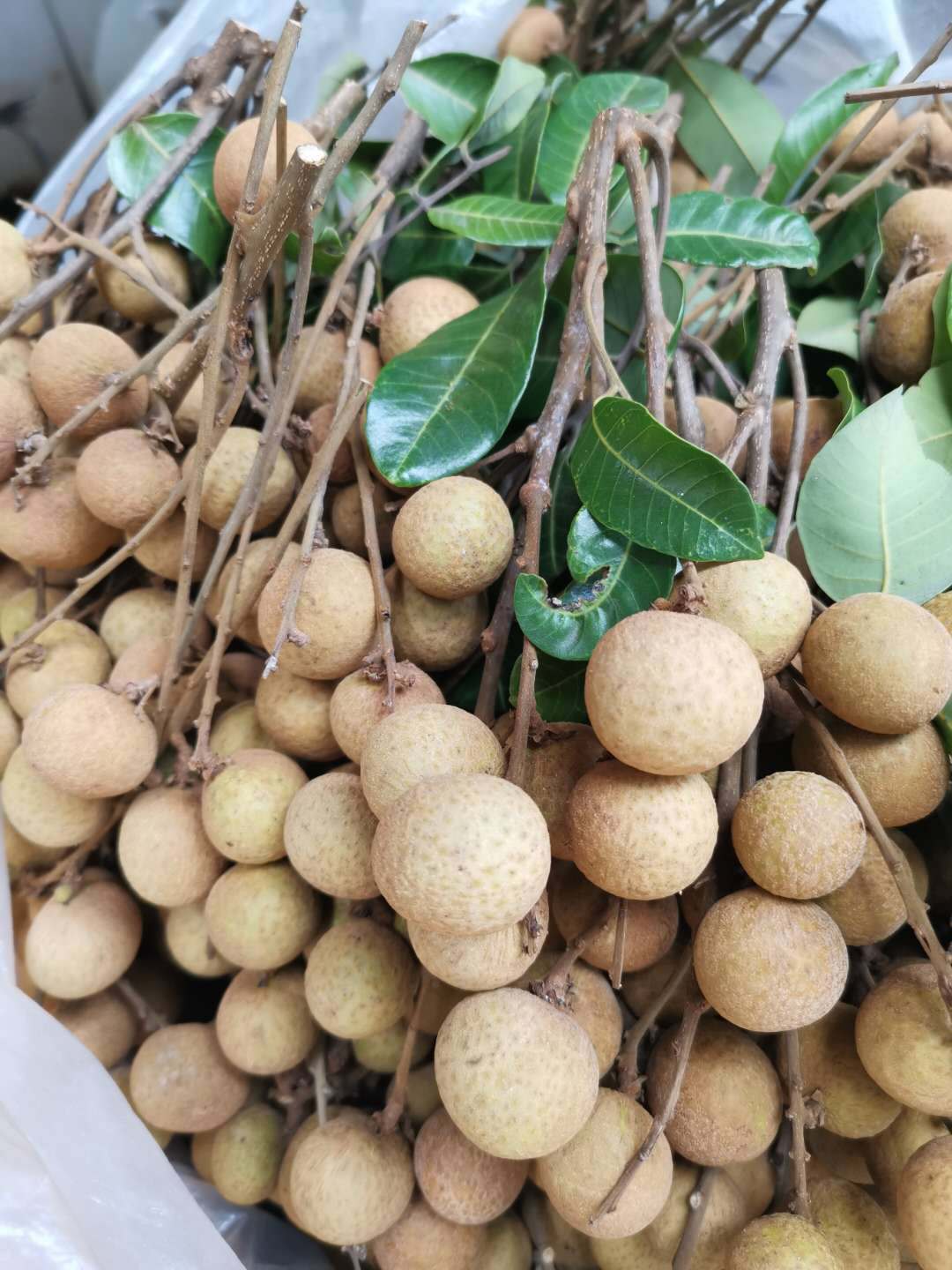 To preserve longan, it's best not to put it in the refrigerator. I will ...