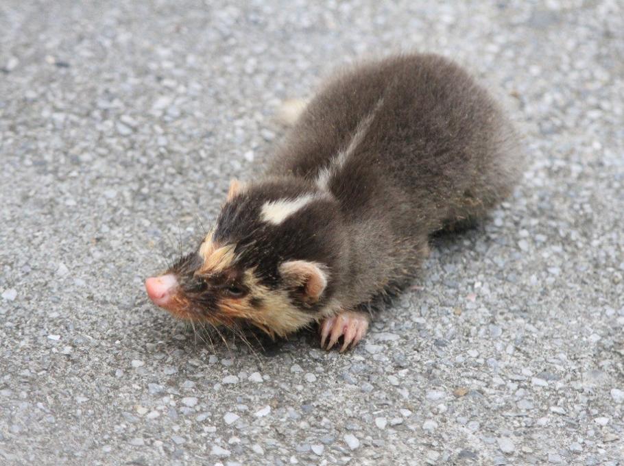 Species Encyclopedia: Ferret badger - iNEWS