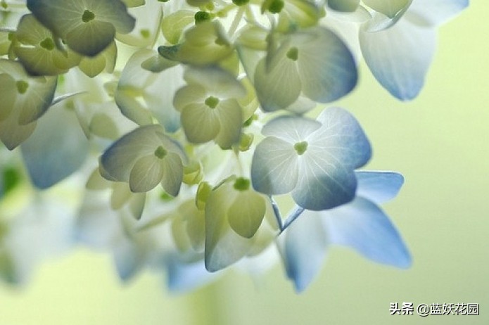 The brown spots on the leaves of hydrangea, is it sunburn or disease ...