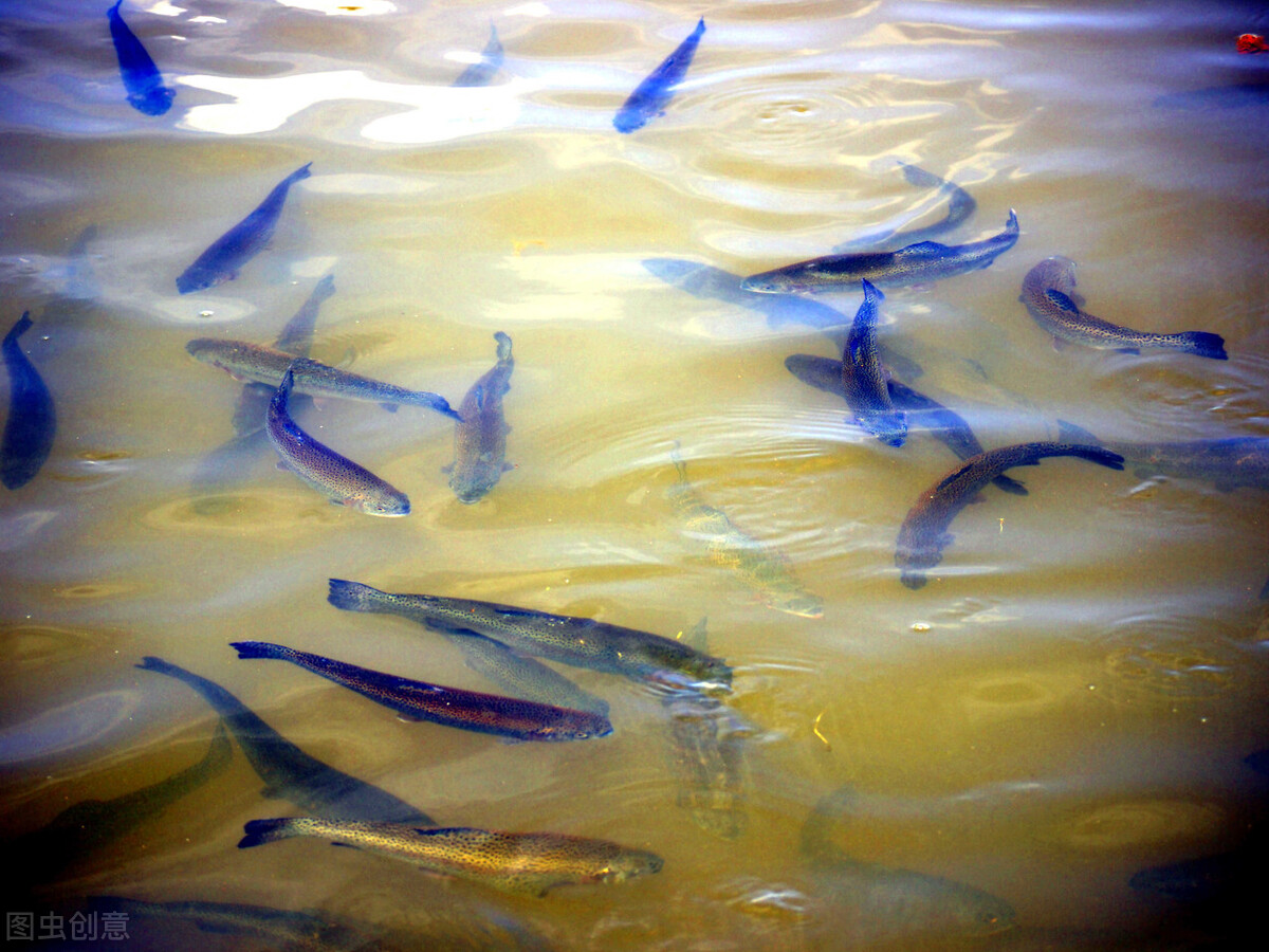 The Institute of Hydrobiology, Chinese Academy of Sciences reveals the ...