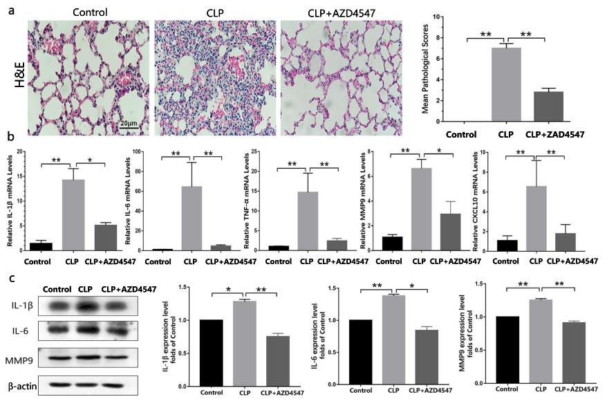 AZD4547 inhibits fibroblast growth factor receptor - iNEWS