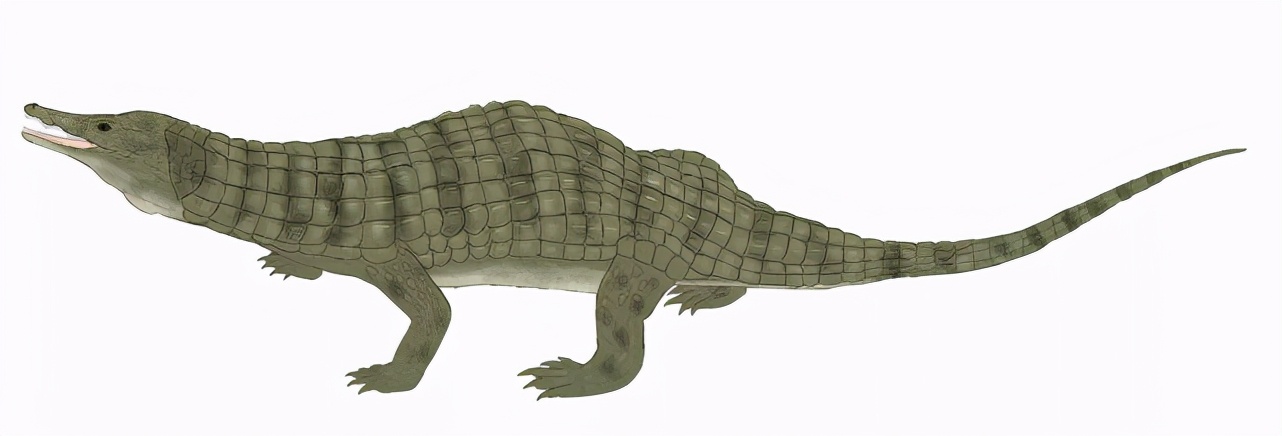 Can't the theory of evolution explain? Why has the crocodiles hardly ...