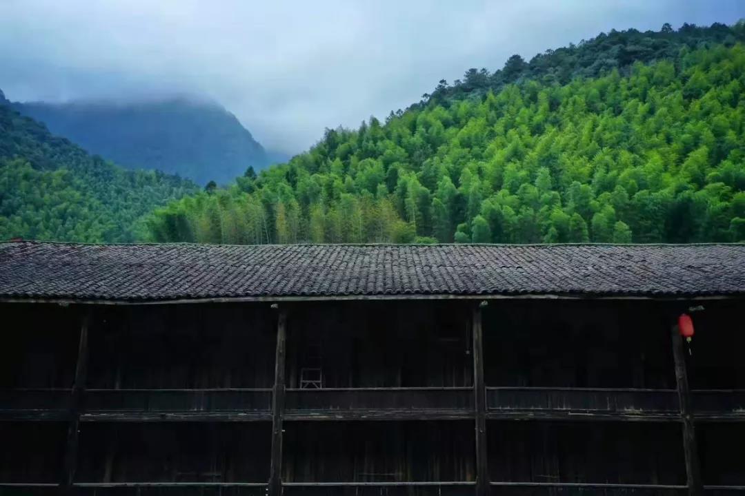 Wuyi Tongmu, the origin of black tea - iNEWS