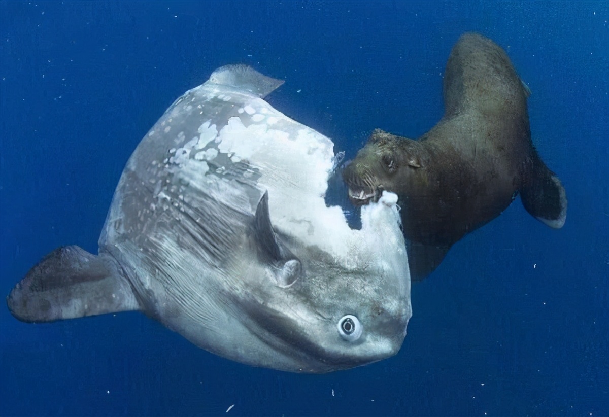 The fishermen caught 2 tons of giant sunfish by accident. Why did they ...