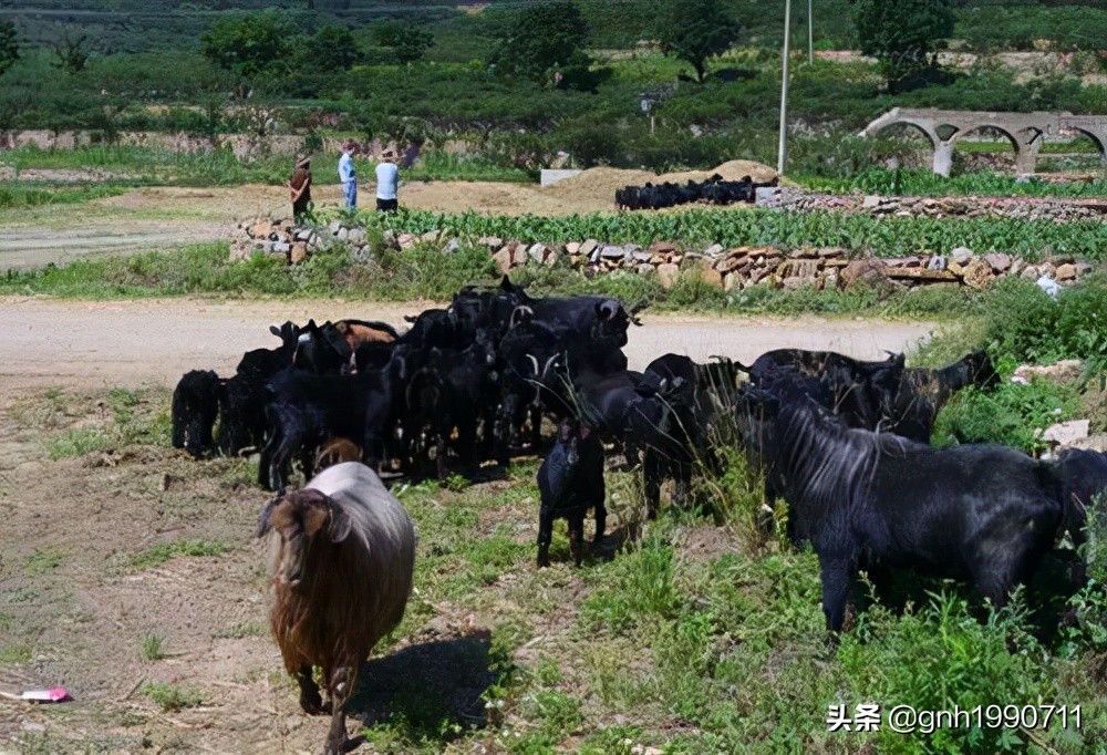 Inventory of the four famous delicacies in Laiwu - iNEWS