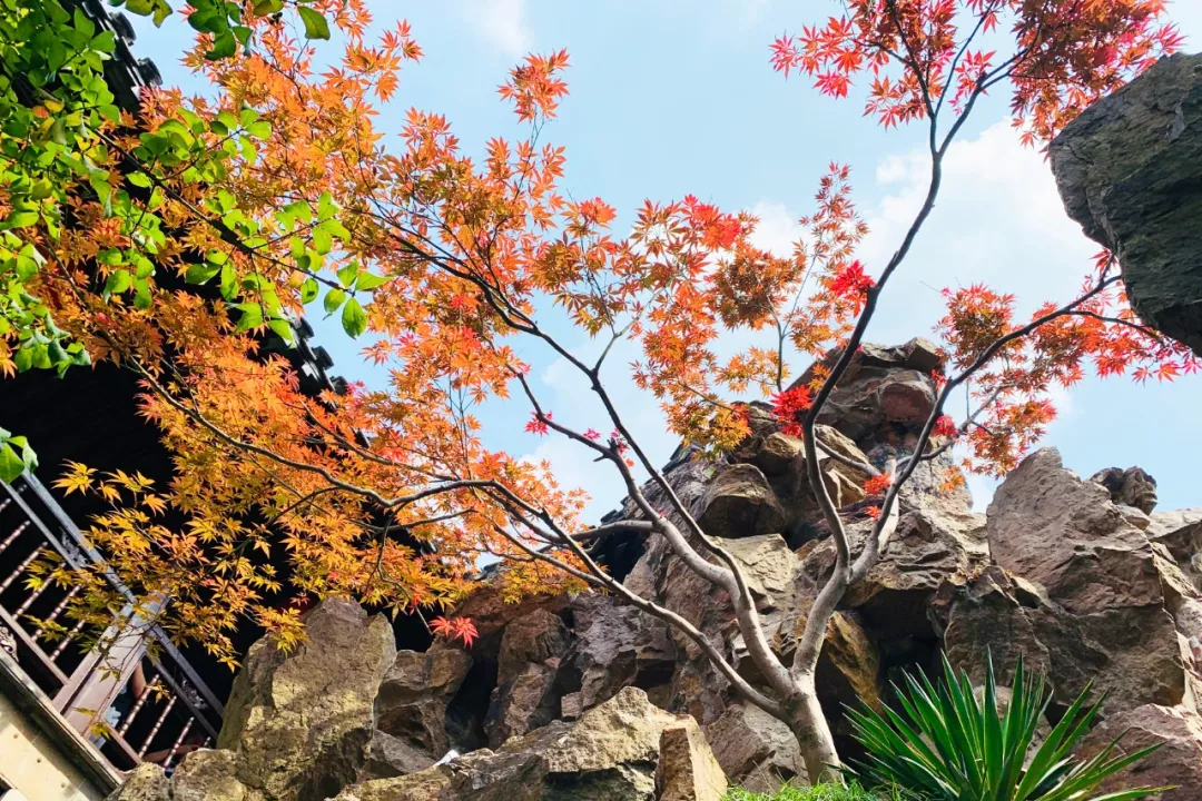 In autumn, Suzhou becomes Gusu - iNEWS