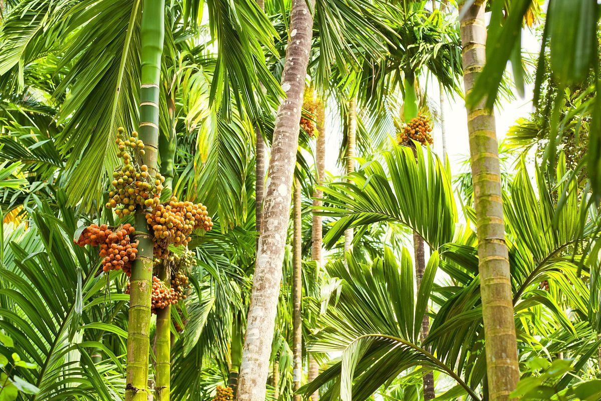The death of betel nut: addiction is just a superficial, the hobby of ...