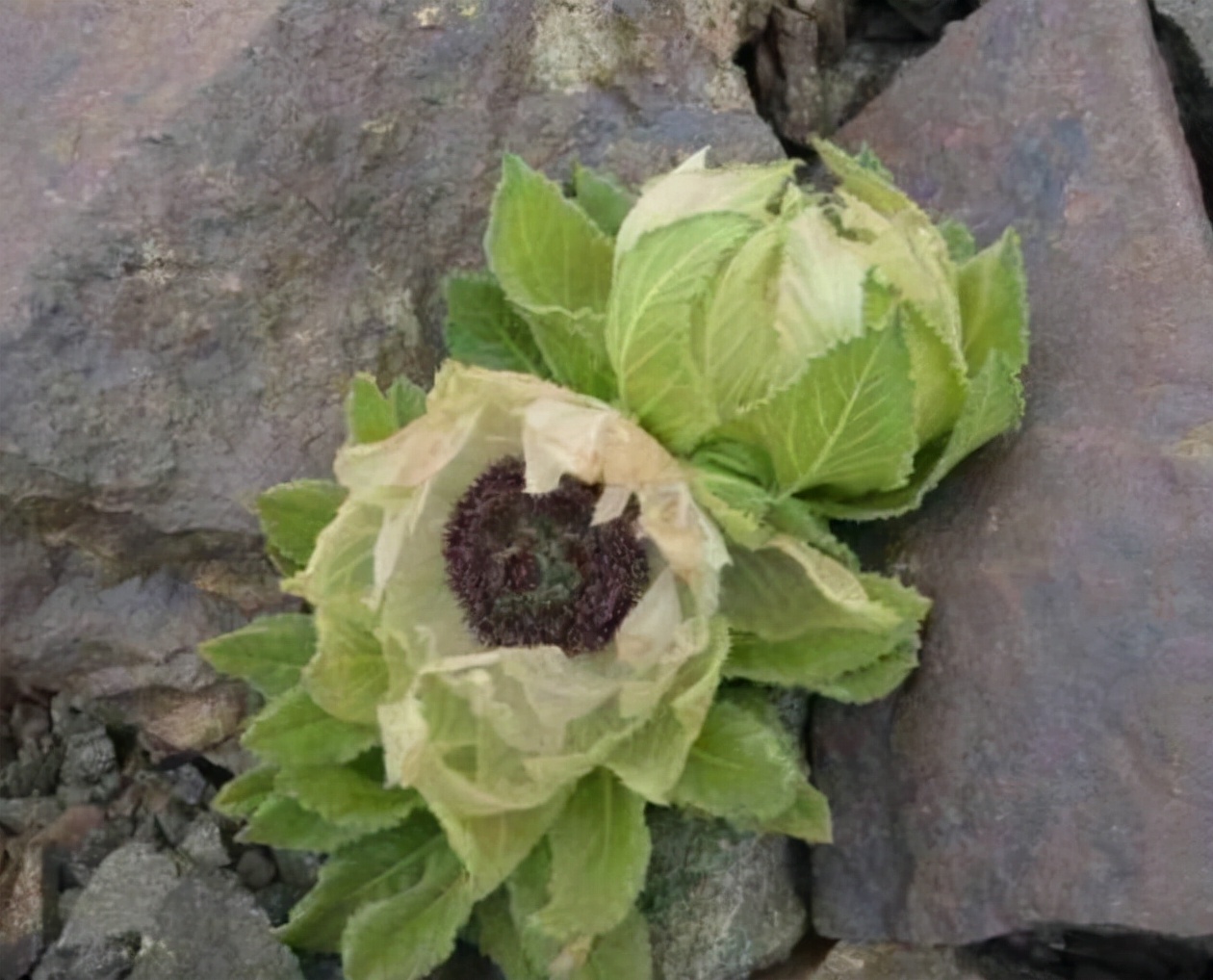 The "Tianshan Snow Lotus" in Xinjiang takes 8 years to grow into one ...