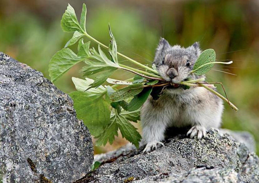 The super cute "Ili pika" has been in an endangered state since its ...