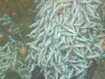 "Eyeless Shrimp" can tolerate the high temperature of 450 ℃ in the ...