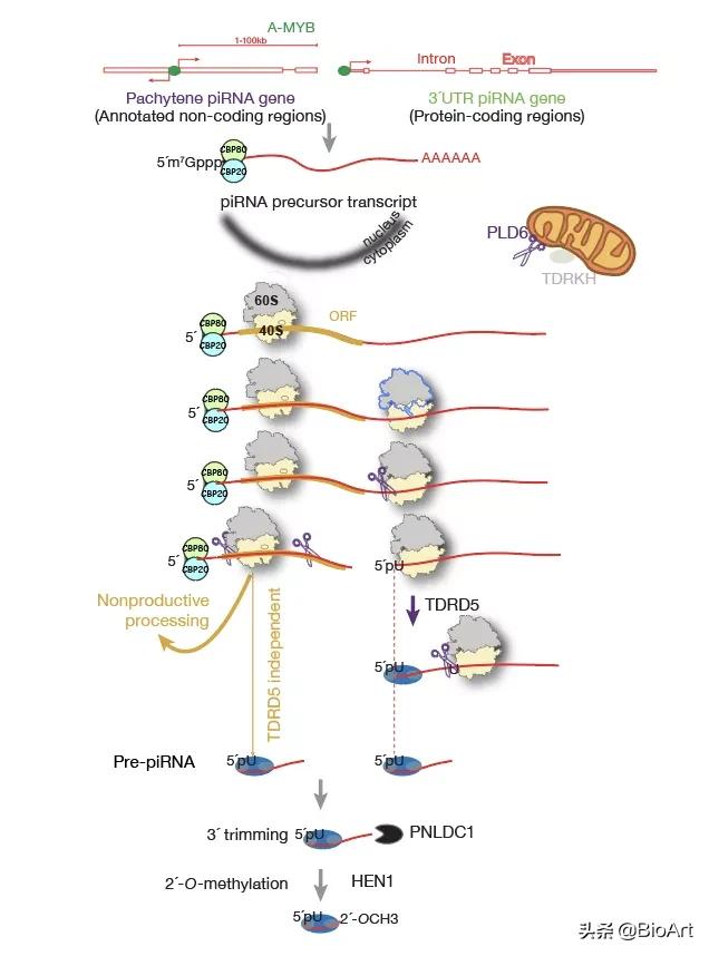 Xin Li's team reveals the coupling of ribosome-mediated piRNA ...