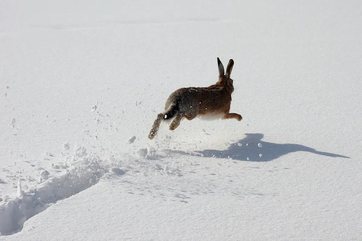 Ten animals that jumped the farthest - iNEWS