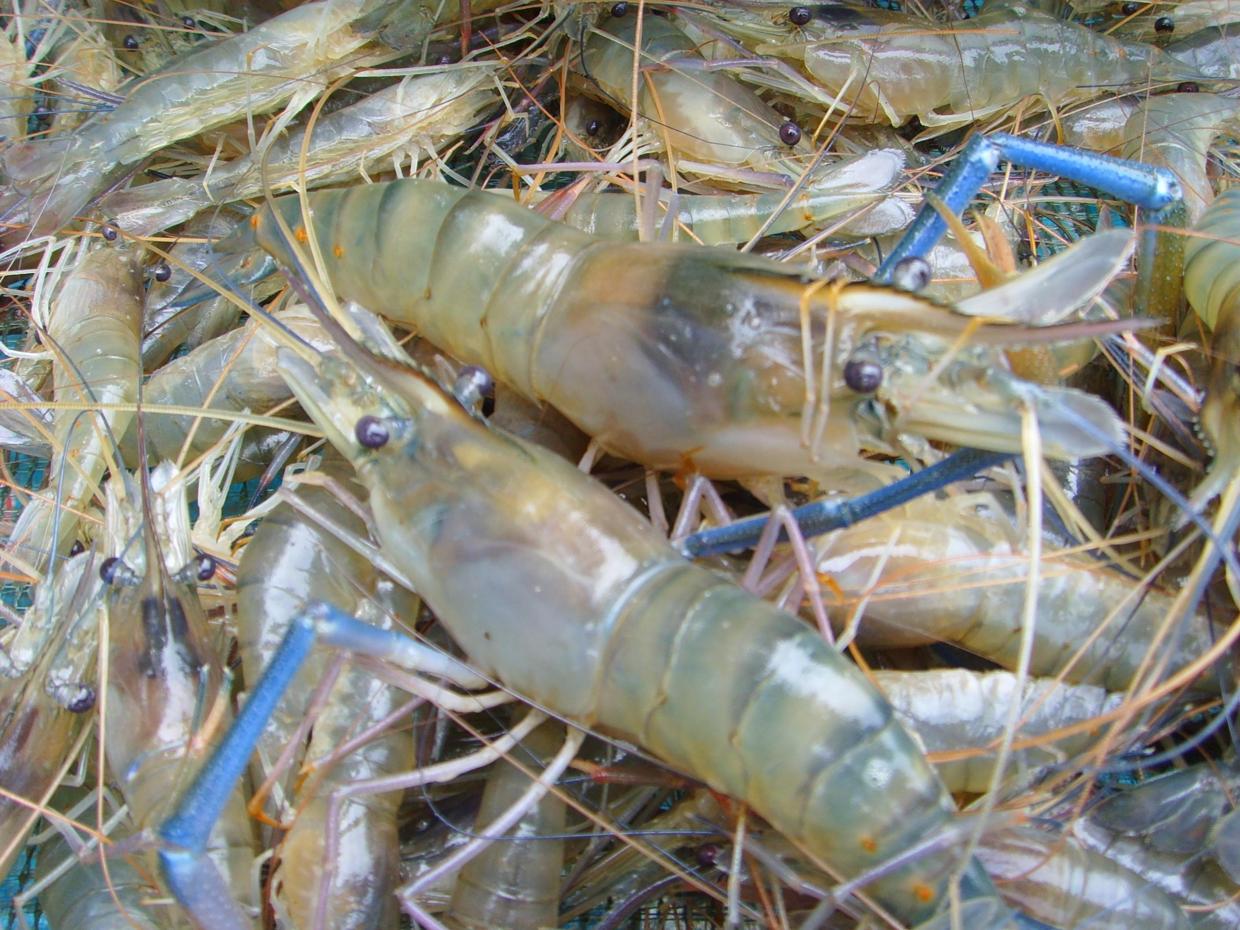 Do you know what the world's largest freshwater prawn is? - iNEWS