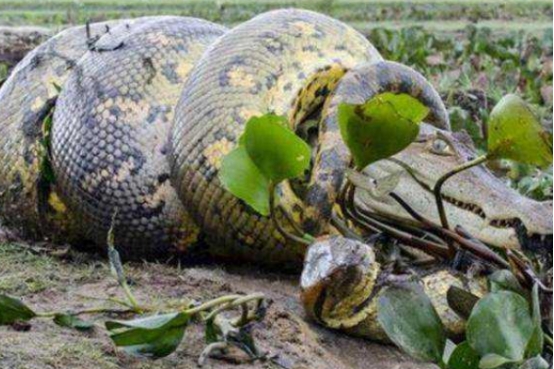 How powerful is the python?Can you really swallow an adult?How to get ...