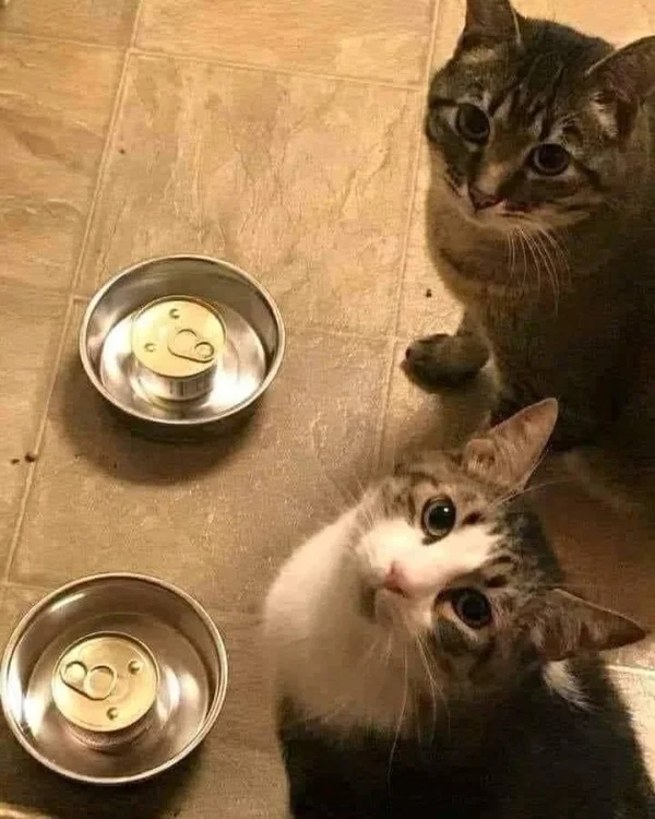 40 photos of "han cats" were circulated by foreign netizens: laughing ...