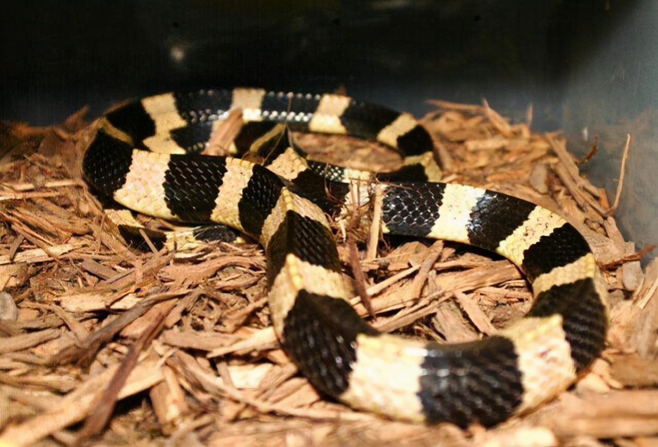 The golden ring snake, one of the ten most venomous snakes in China, is ...